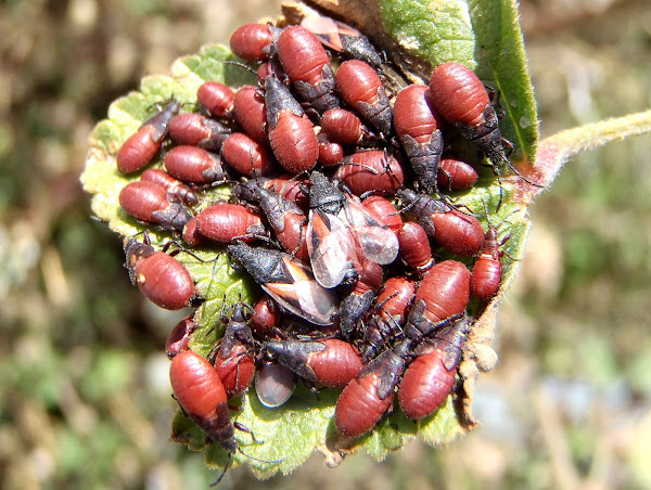 Nymph each red bug. Ninfa de chinche roja del melocotonero | Project Noah