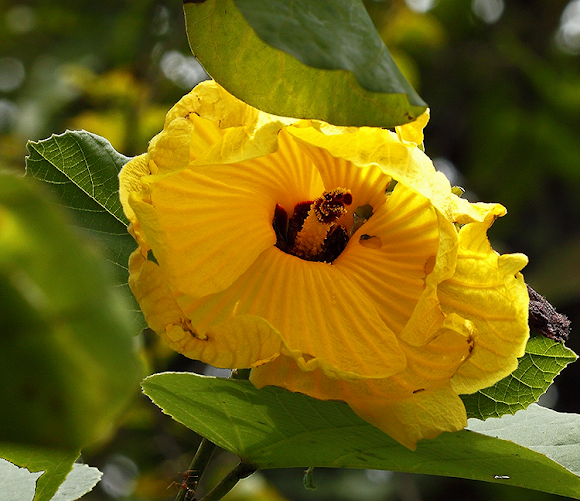 Big Yellow Flowers | Project Noah