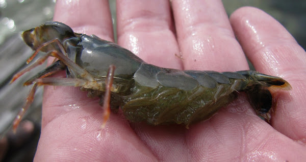 Bigclaw snapping shrimp | Project Noah