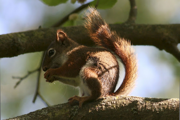 American Red Squirrel | Project Noah