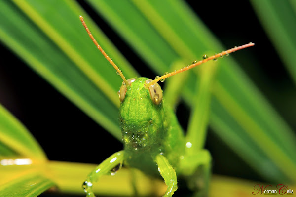 Grasshopper | Project Noah