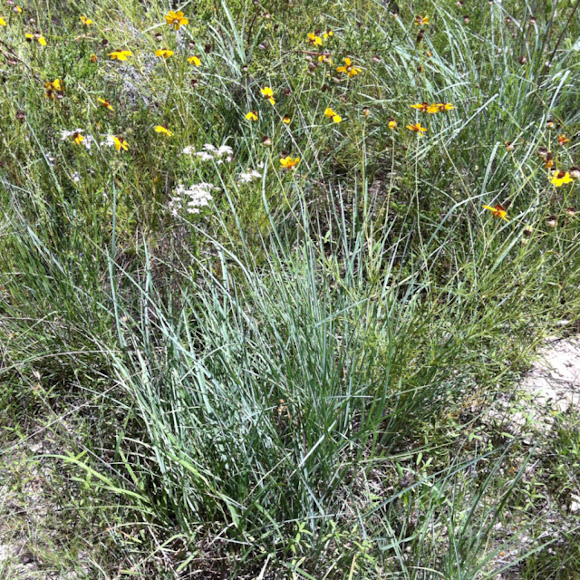 Little blue stem grass | Project Noah