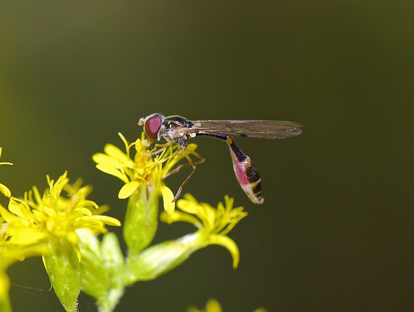 Hover fly | Project Noah