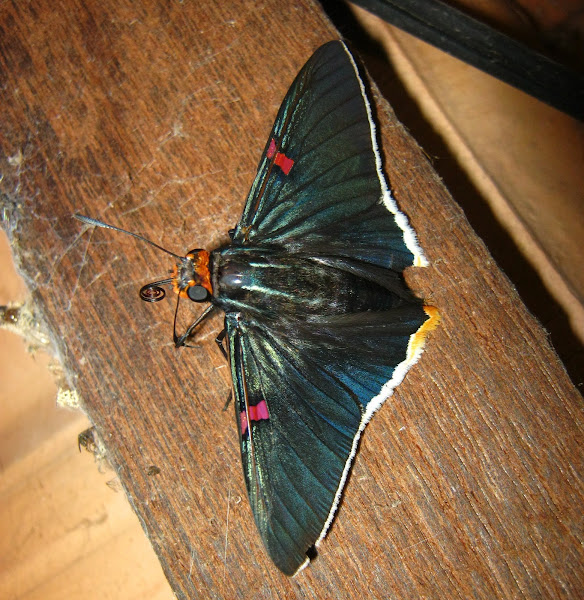Guava Skipper | Project Noah