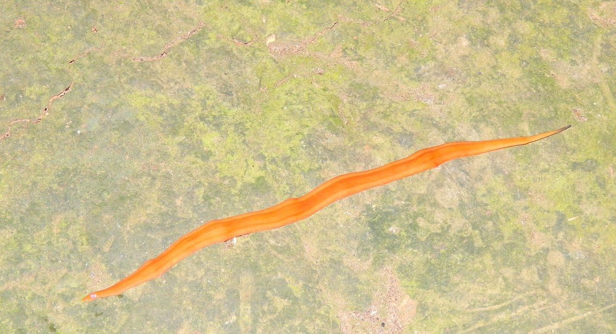 Amazonian Worm | Project Noah