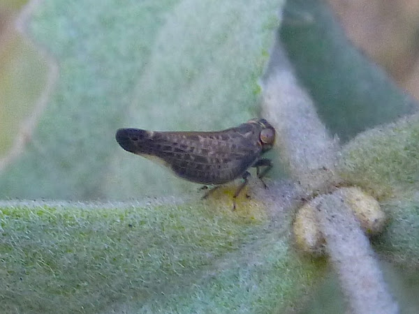Tiny Treehopper | Project Noah