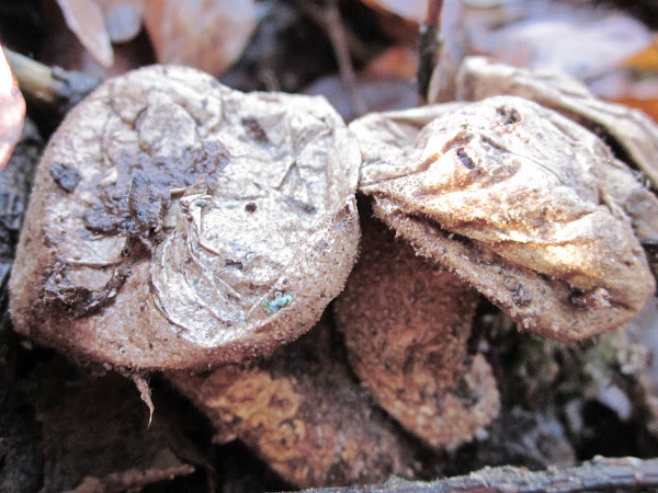 collapsed head of a puffball | Project Noah