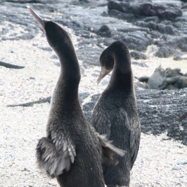 Flightless cormorant | Project Noah
