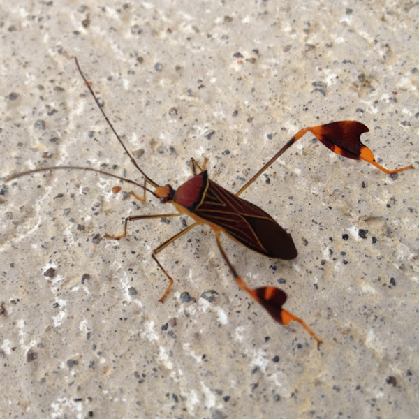 Leaf-footed Bug | Project Noah