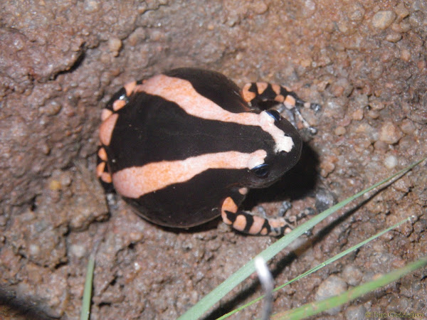Banded Rubber Frog | Project Noah