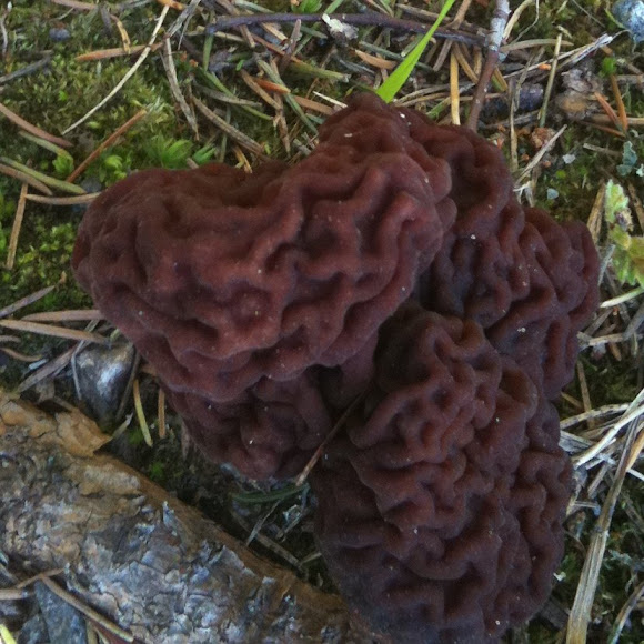 Korvasieni | Project Noah