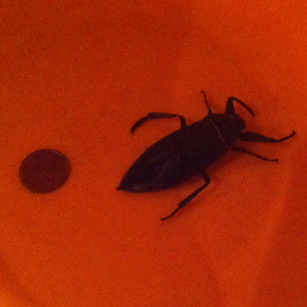 Giant waterbug | Project Noah