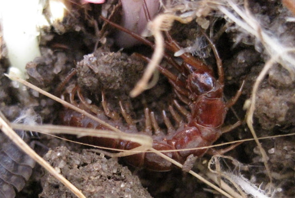 Stone Centipede | Project Noah