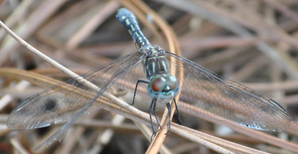 Blue Dasher Dragonfly | Project Noah
