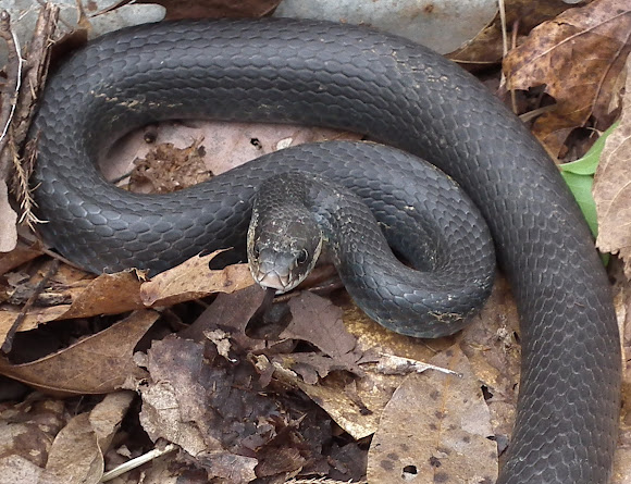 Eastern Racer | Project Noah