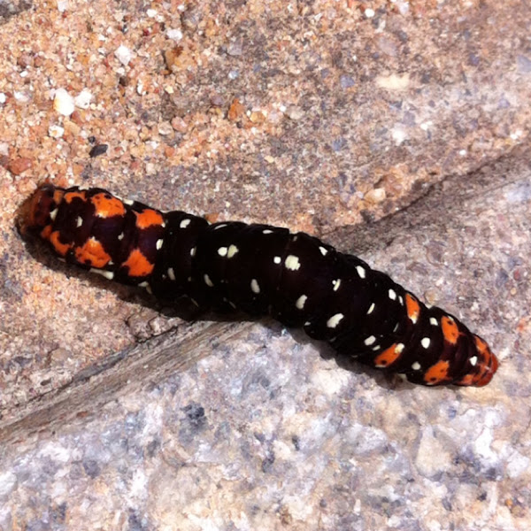 Lily Moth Caterpillar | Project Noah