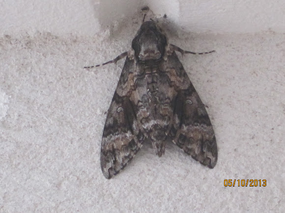 Pink-Spotted Hawk Moth | Project Noah