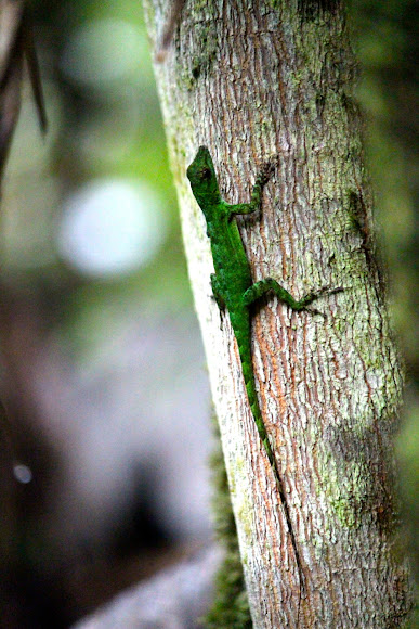 Lizard | Project Noah