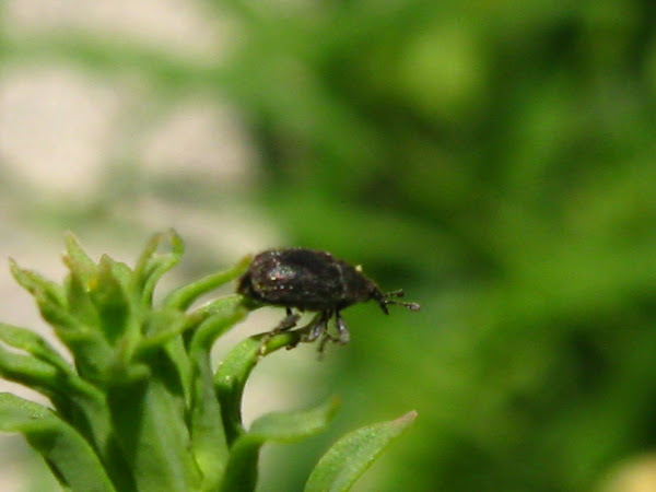 Weavil | Project Noah