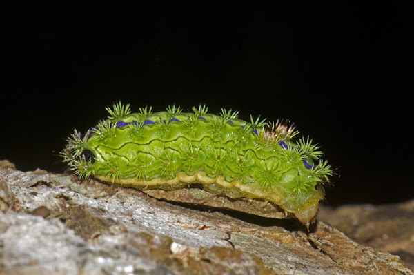 Limacodid Moth Caterpillar | Project Noah