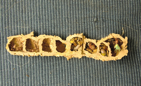 mud wasp nest (with food) | Project Noah