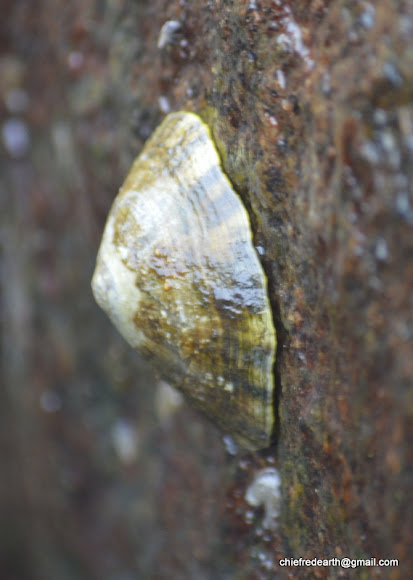 false limpets | Project Noah