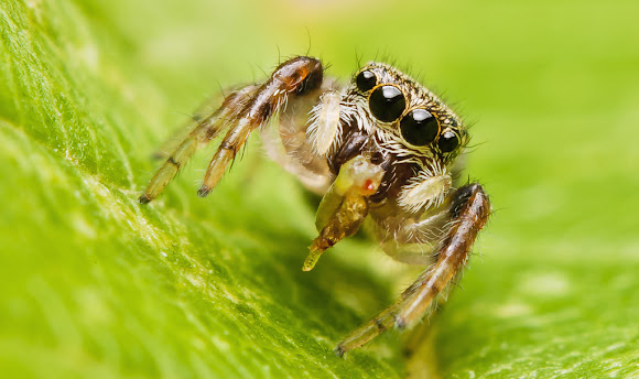 Zebra Jumping Spider | Project Noah