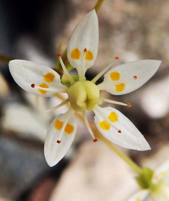 Starry saxifrage | Project Noah