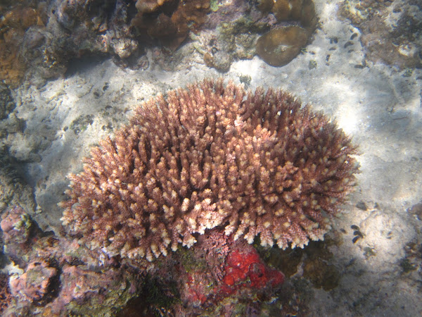 Table Acropora coral | Project Noah