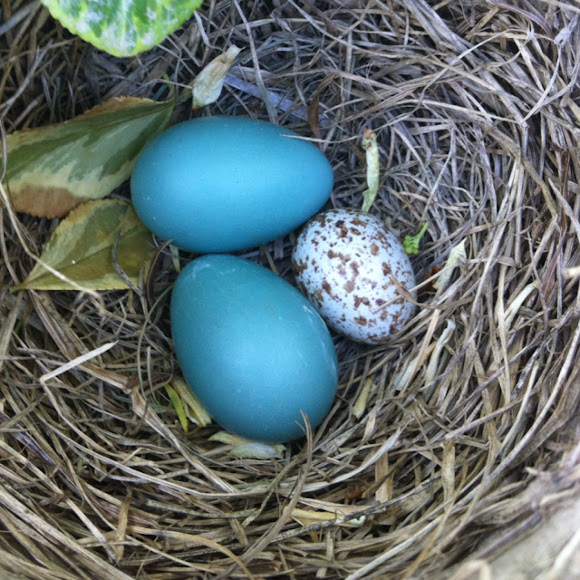 Cowbird egg | Project Noah