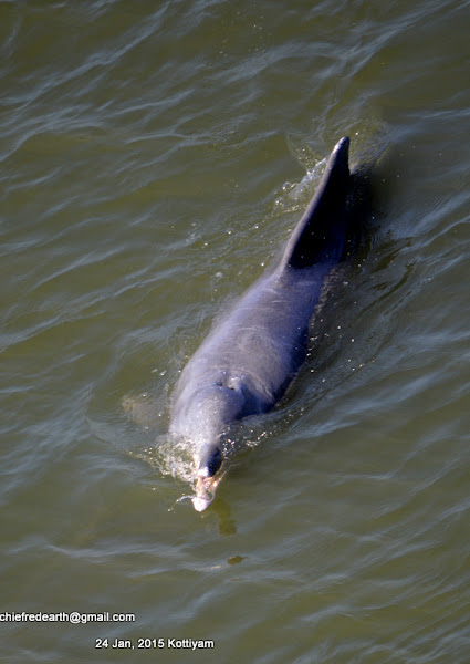 South Asian River Dolphin