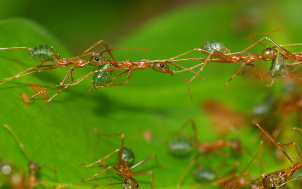 Green Tree Ant | Project Noah