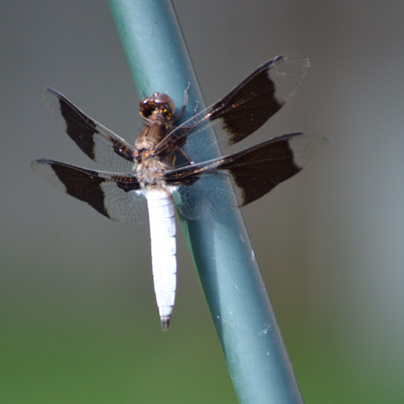 Common whitetail skimmer | Project Noah