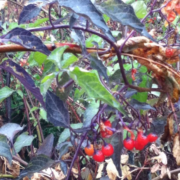 Climbing nightshade | Project Noah