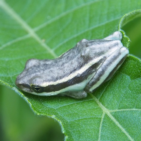 African Reed Frog | Project Noah