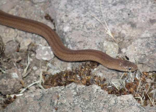 Scorpion Eater Snake | Project Noah