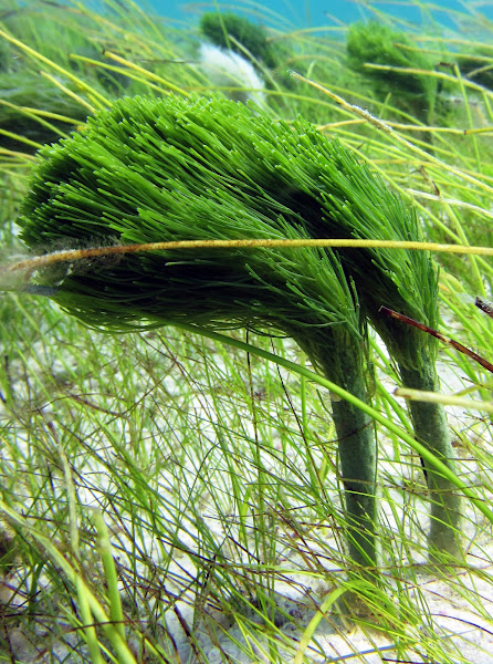 Shaving Brush Alga | Project Noah