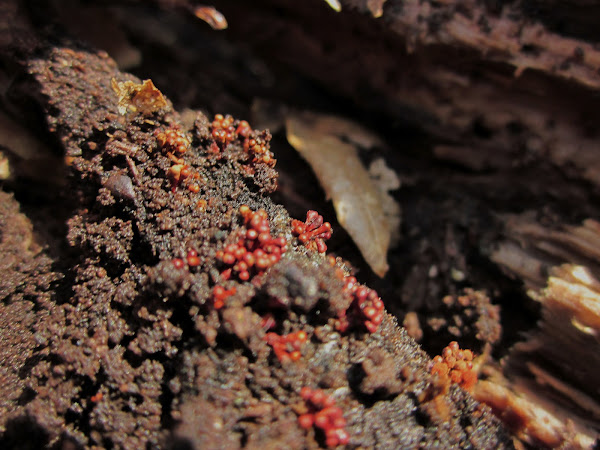 red wasp nest slime mold | Project Noah