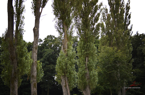 Poplar | Project Noah