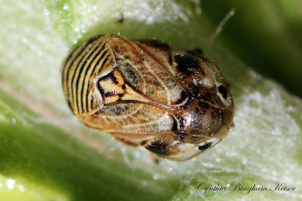 Froghopper | Project Noah