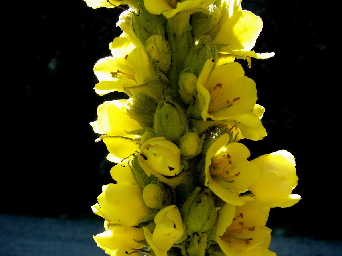 gordolobo | Project Noah