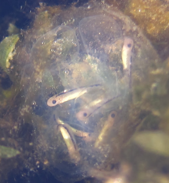 California Newts | Project Noah