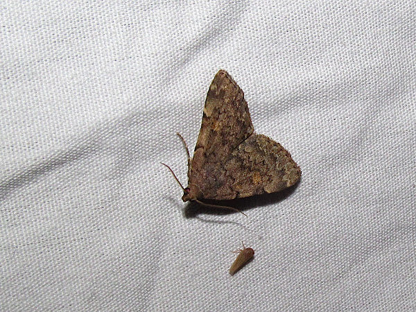 Common Idia | Project Noah