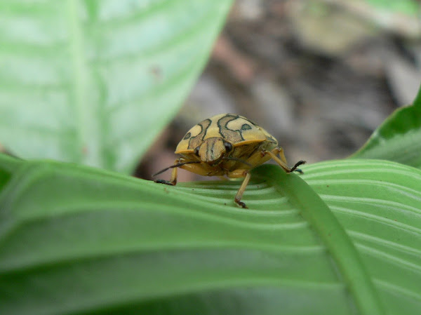 Shield back bug | Project Noah
