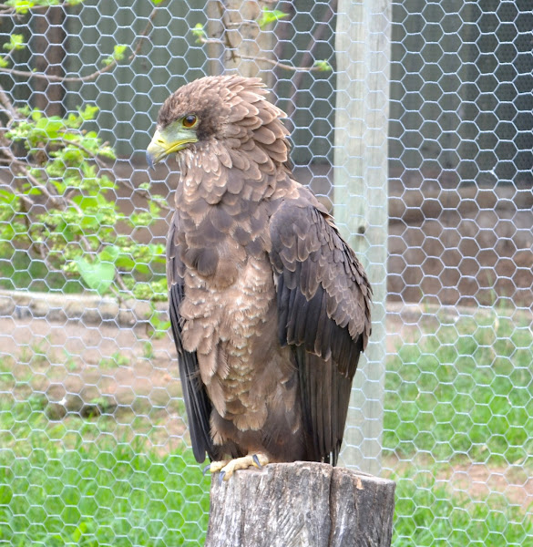 Bateleur Eagle | Project Noah
