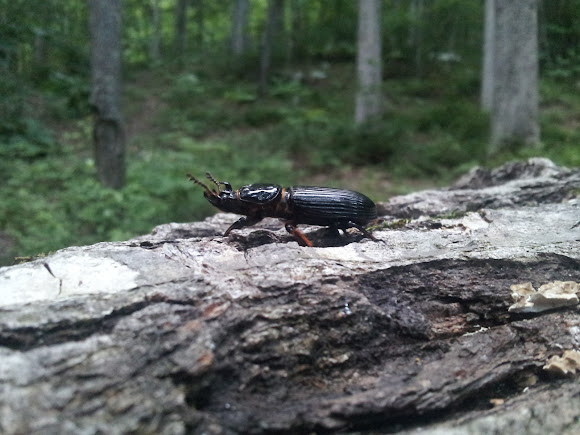 Bess Beetle | Project Noah