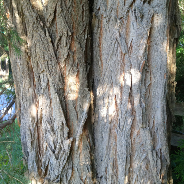 Black locus hn | Project Noah