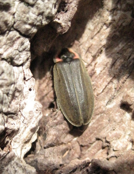 Winter Firefly | Project Noah