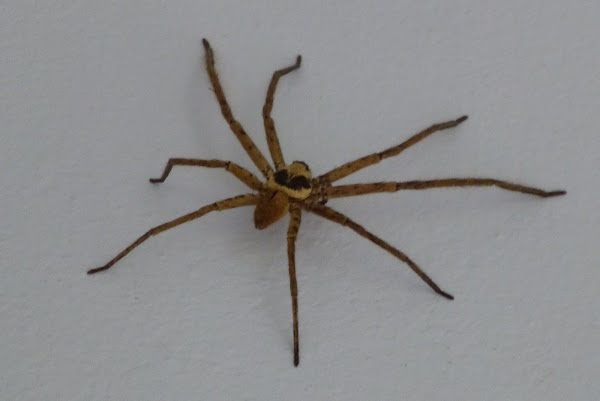 Brown Huntsman Spider | Project Noah