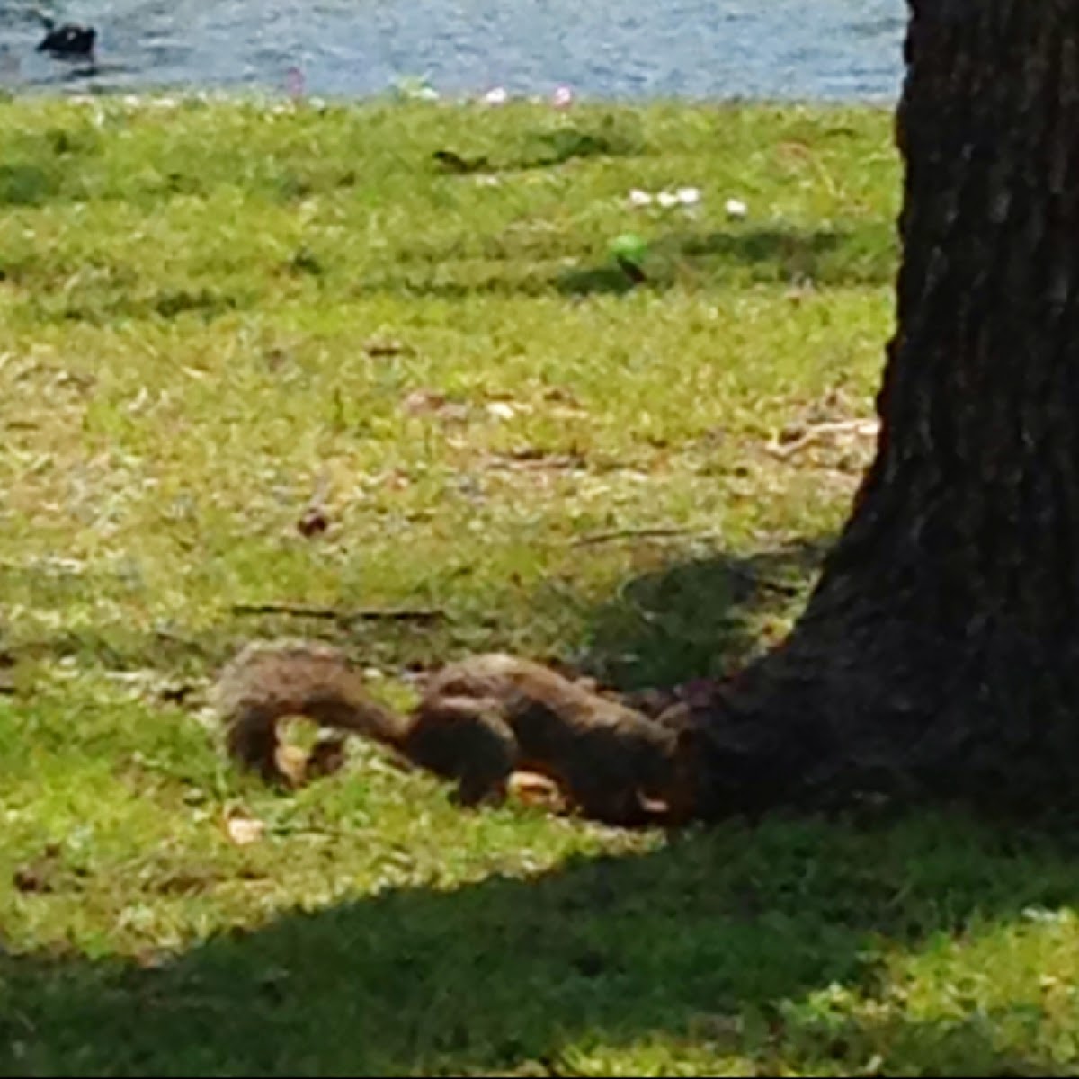 Eastern Fox Squirrel | Project Noah